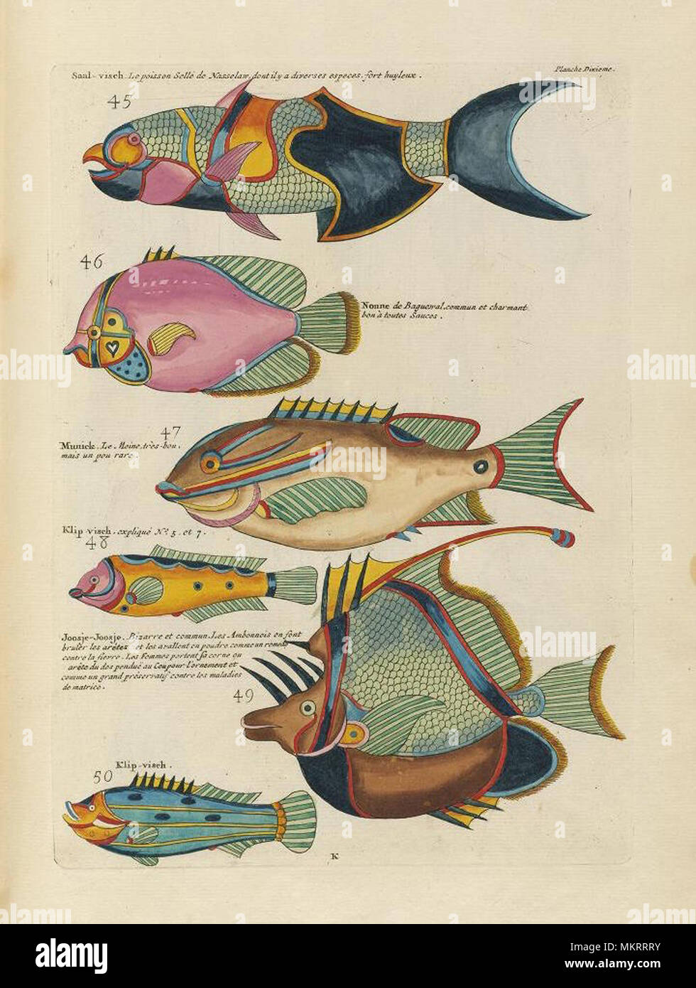 Vintage illustration sea fish chart hi-res stock photography and images ...