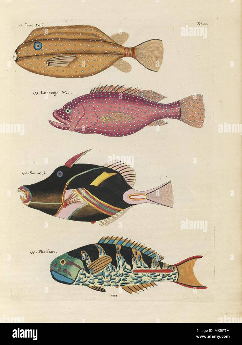vintage illustration of fish Stock Photo - Alamy