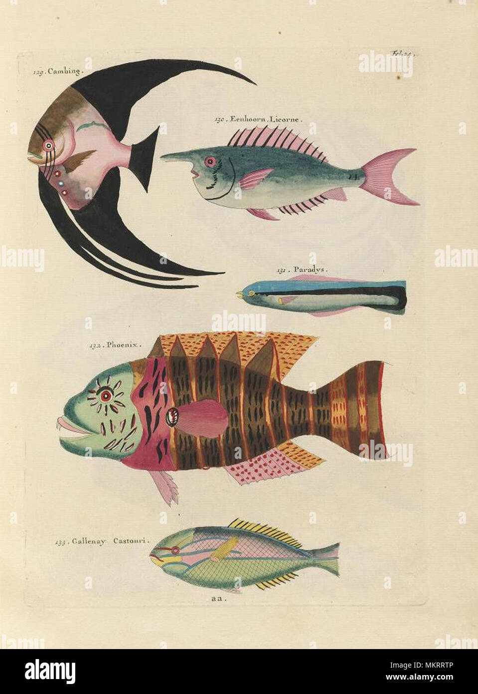 vintage illustration of fish Stock Photo - Alamy
