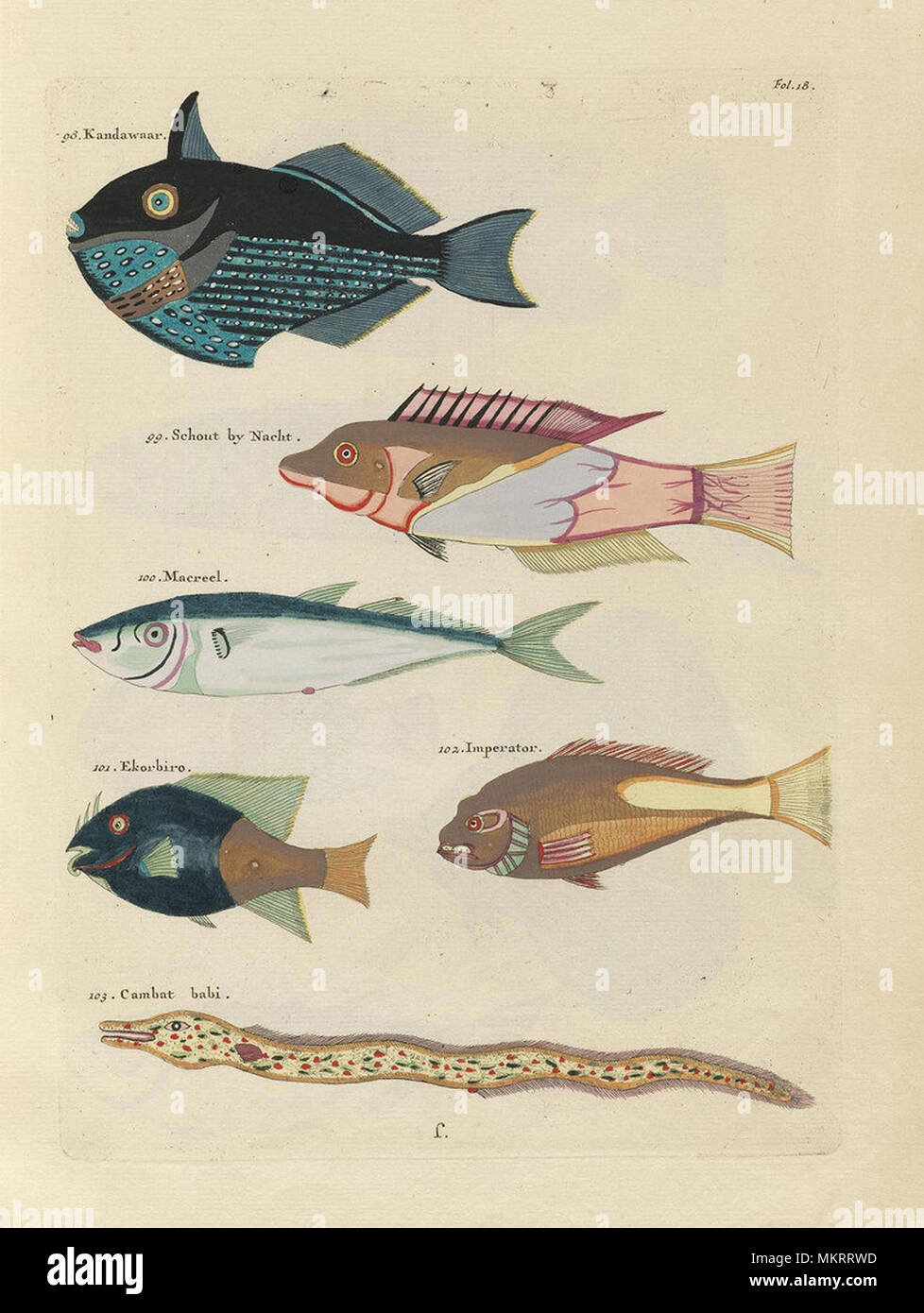 Vintage illustration sea fish chart hi-res stock photography and images ...