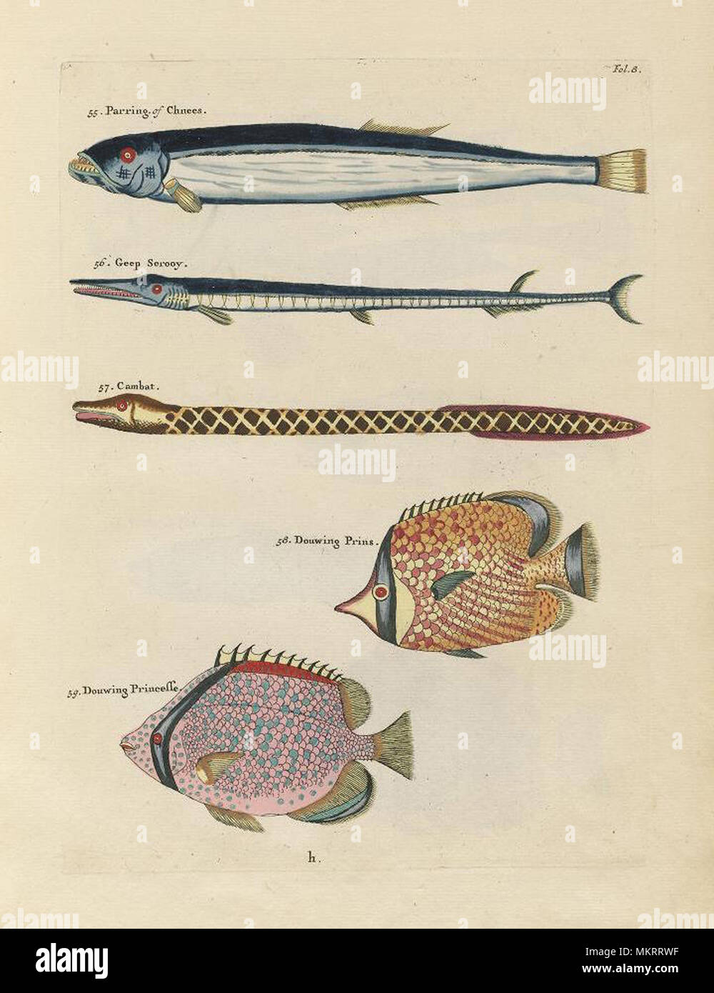 vintage illustration of fish Stock Photo - Alamy