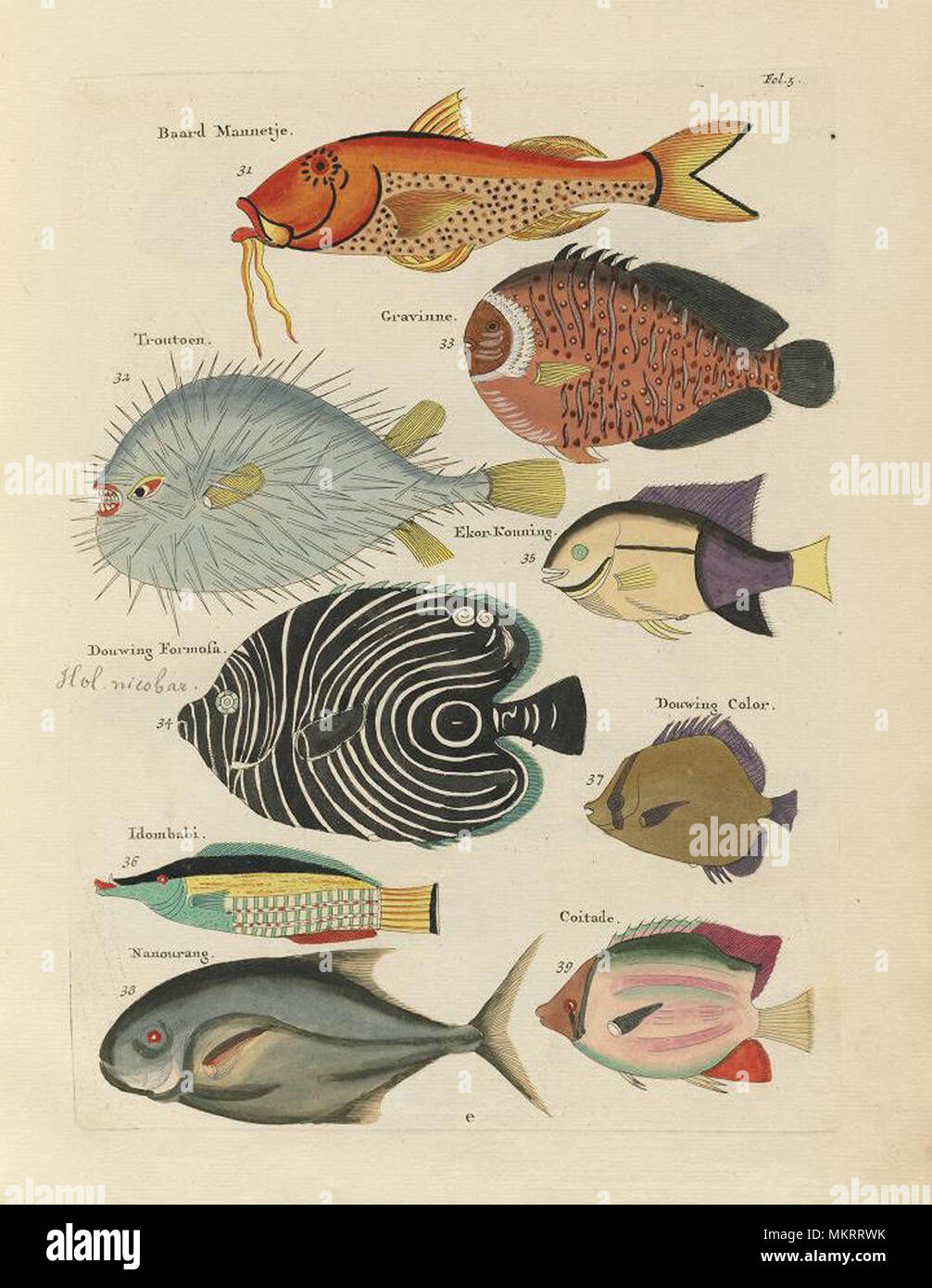 vintage illustration of fish Stock Photo - Alamy