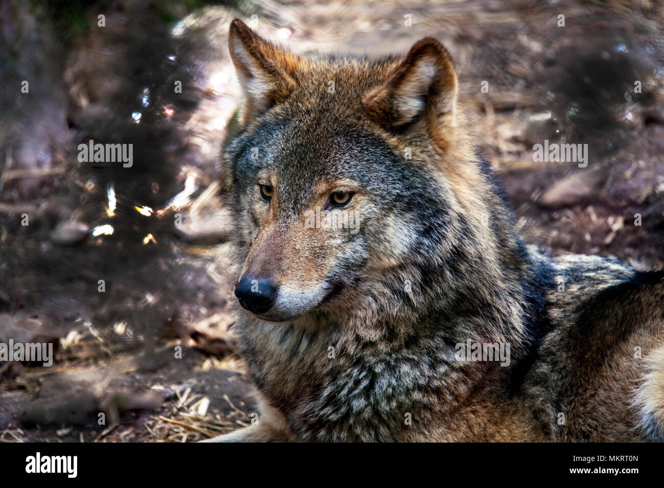 Portrait of a Wolf (Canis Lupus) - a truly beautiful wild animal Stock ...