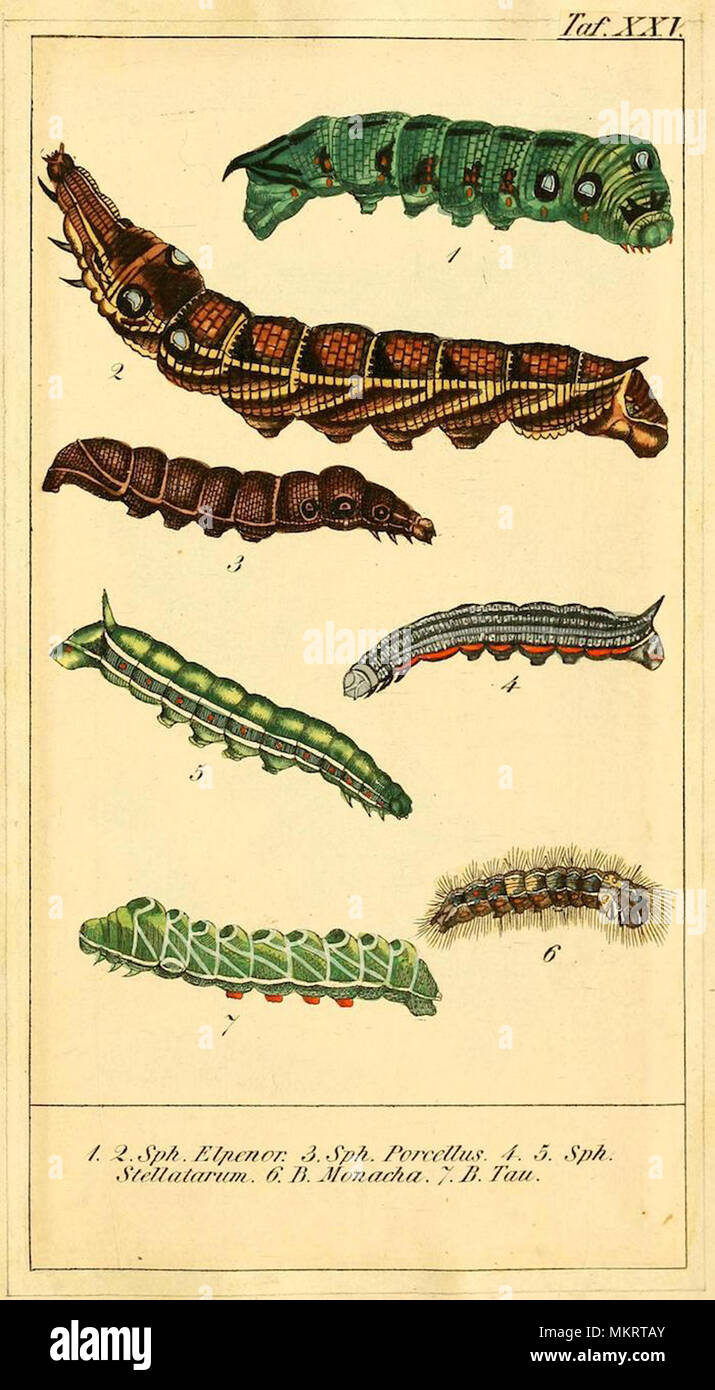 vintage art chart of various caterpillar species Stock Photo - Alamy