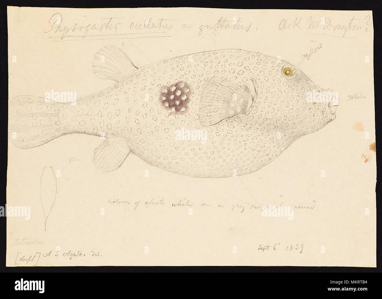 vintage illustration of fish Stock Photo - Alamy