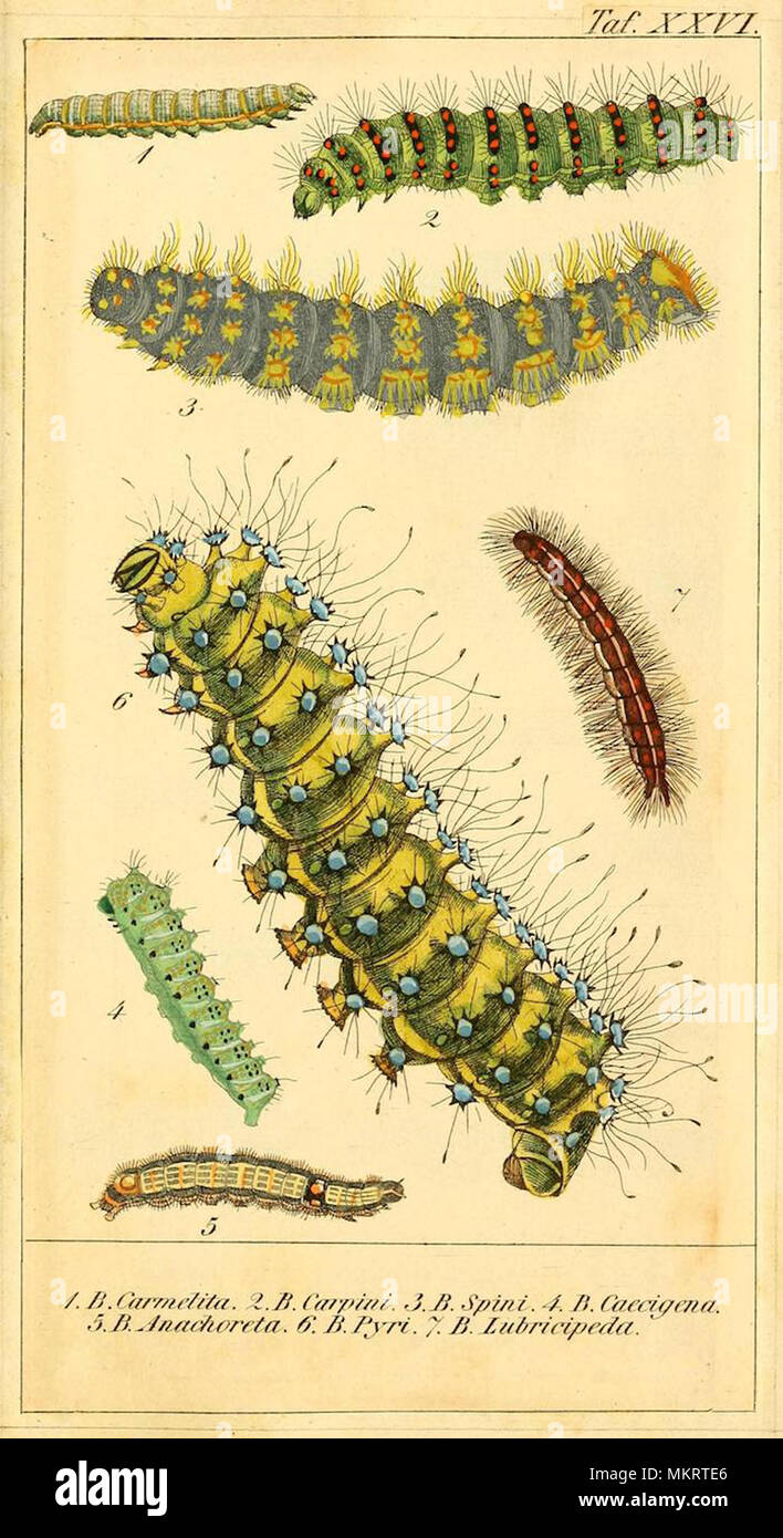 vintage art chart of various caterpillar species Stock Photo - Alamy