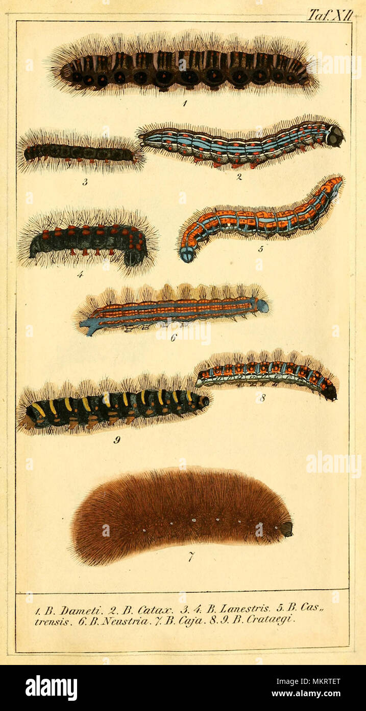 vintage art chart of various caterpillar species Stock Photo - Alamy