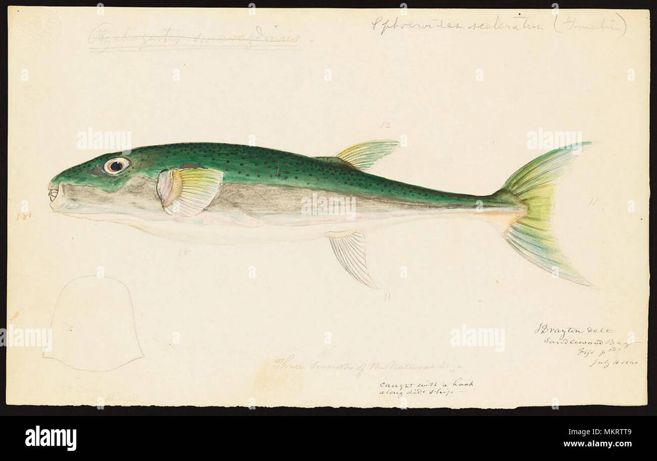 vintage illustration of fish Stock Photo - Alamy