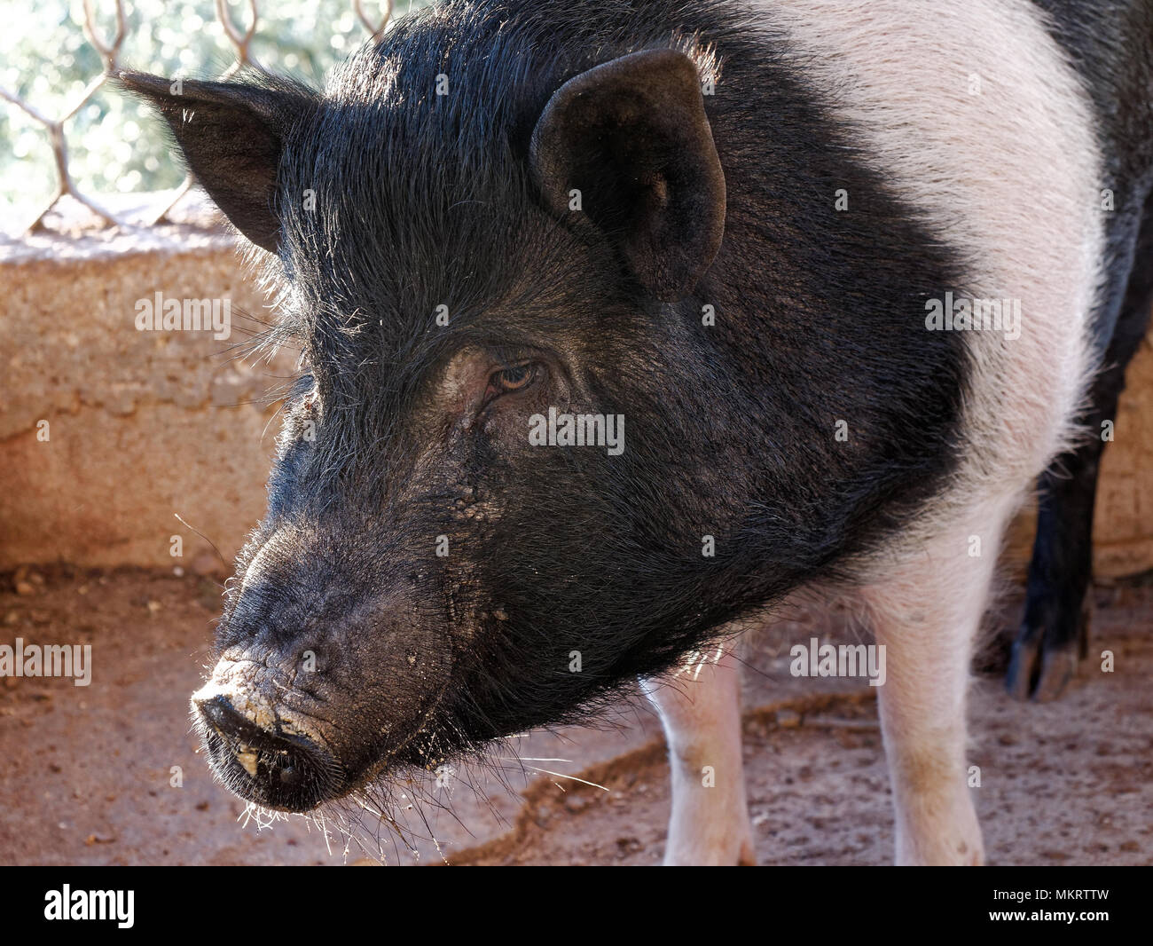 Pig cinta senese close up Stock Photo - Alamy