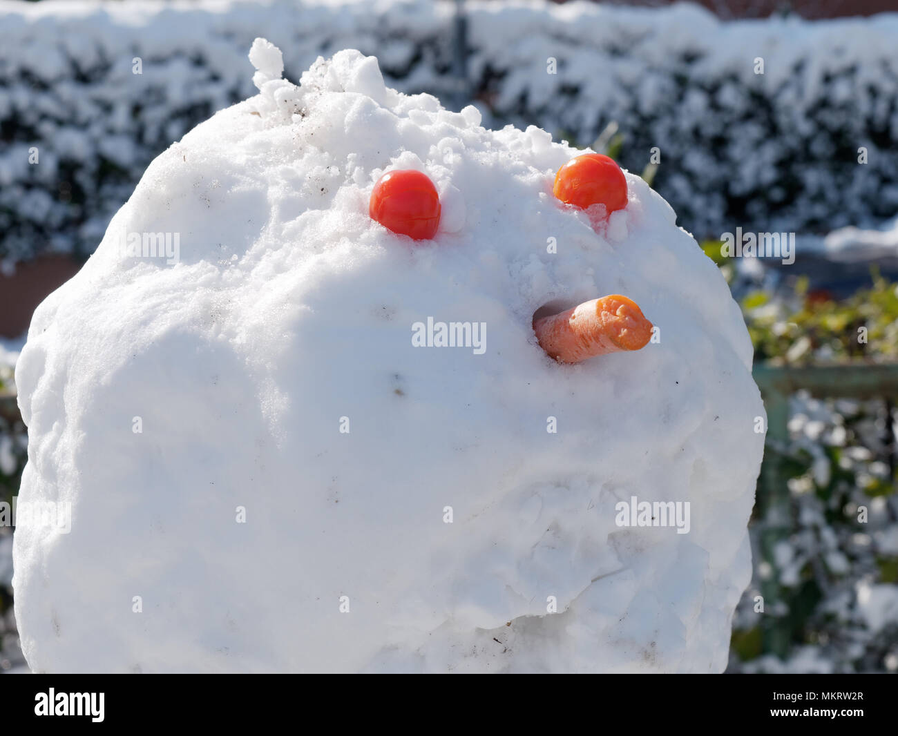 snowman portrait closeup with tomatoes and carrot Stock Photo - Alamy