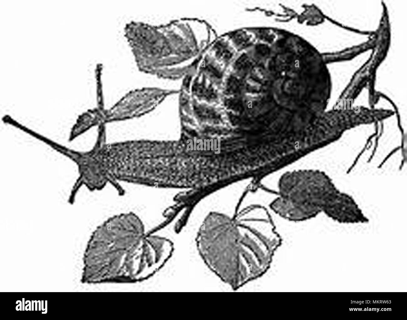 Snail Illustration High Resolution Stock Photography and Images - Alamy