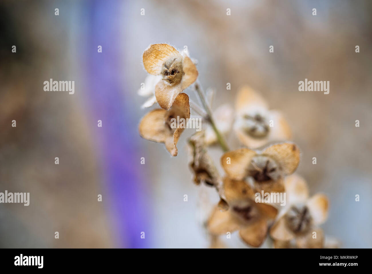 Monster flower hi-res stock photography and images - Alamy