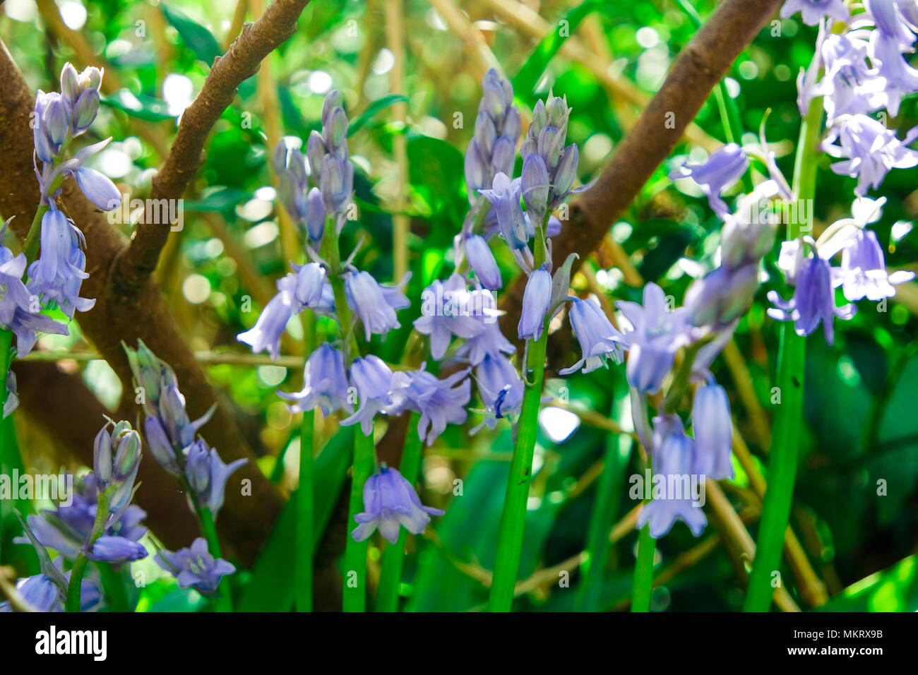 Wild Bluebells Growing in a maintained garden Stock Photo - Alamy
