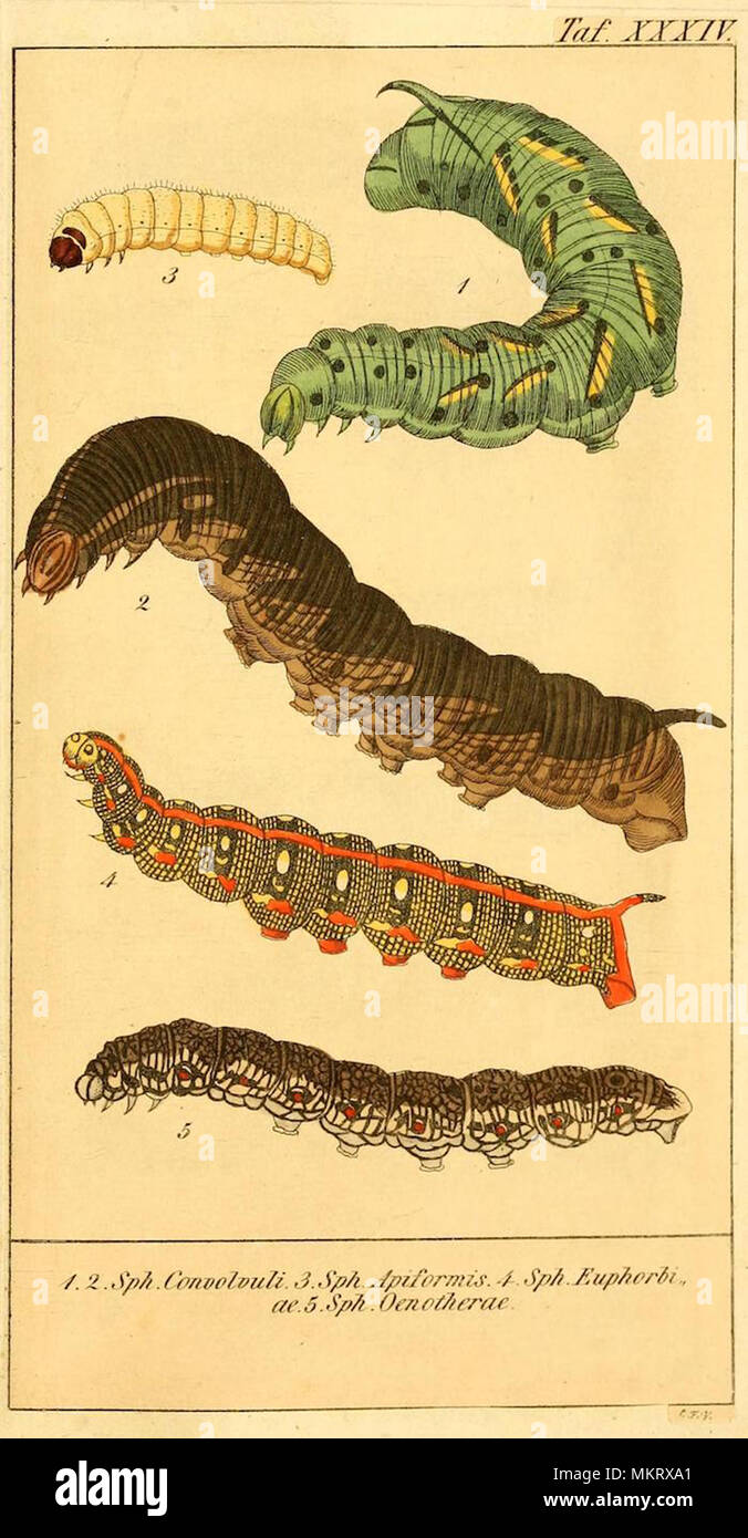 Buck moth caterpillar hi-res stock photography and images - Alamy