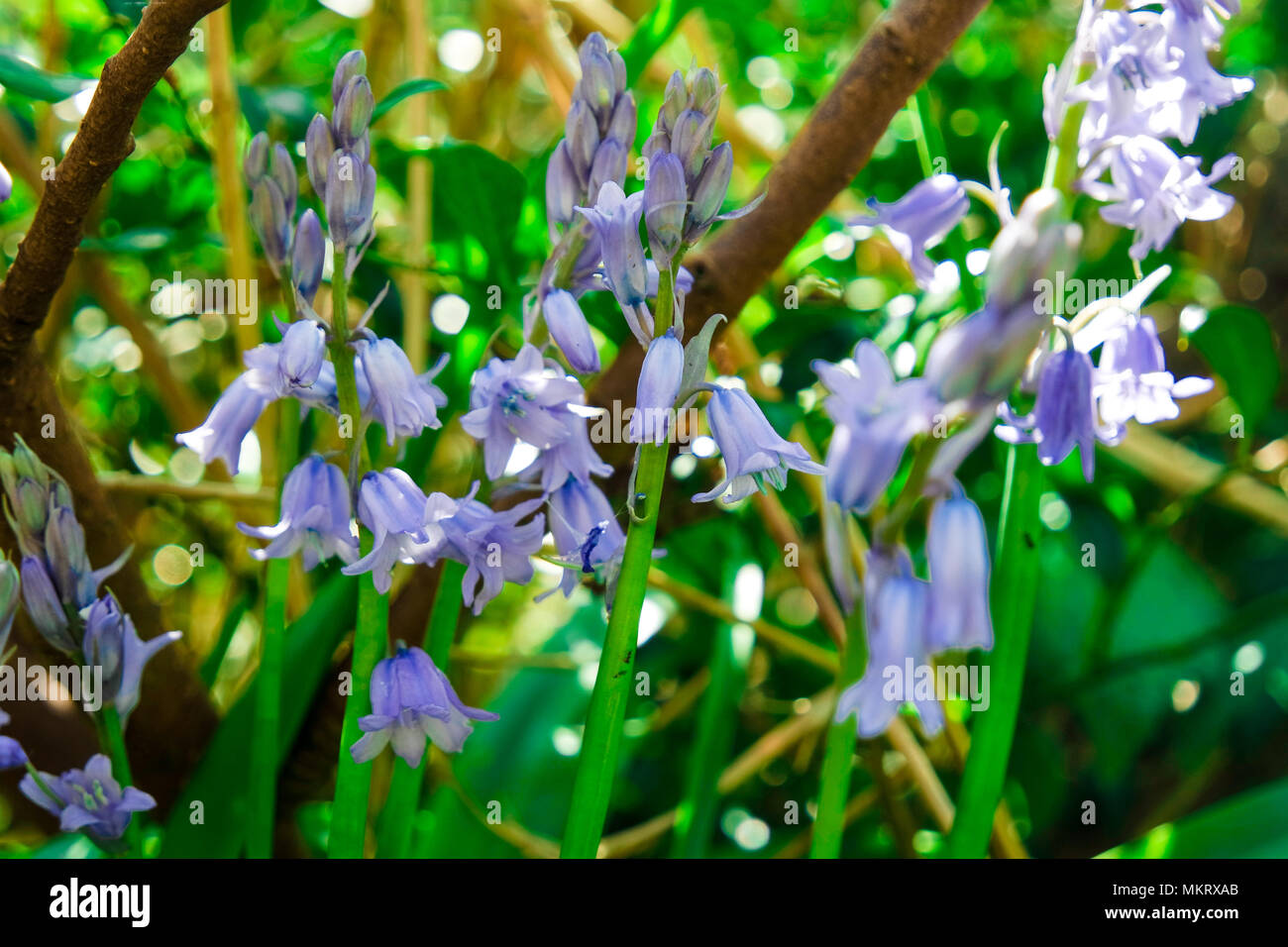 Wild Bluebells Growing in a maintained garden Stock Photo - Alamy