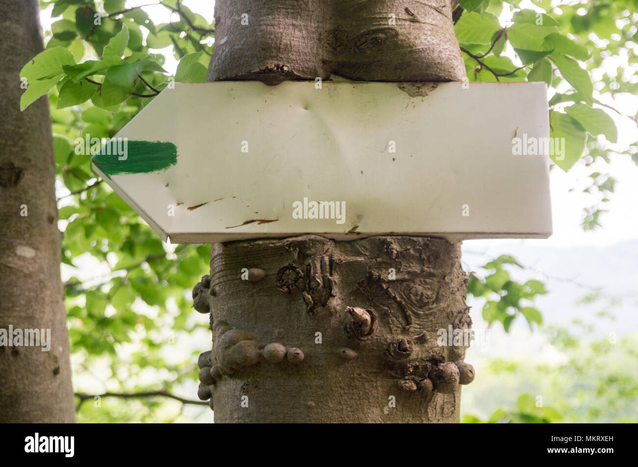 Blank forrest sign in with green background Stock Photo - Alamy