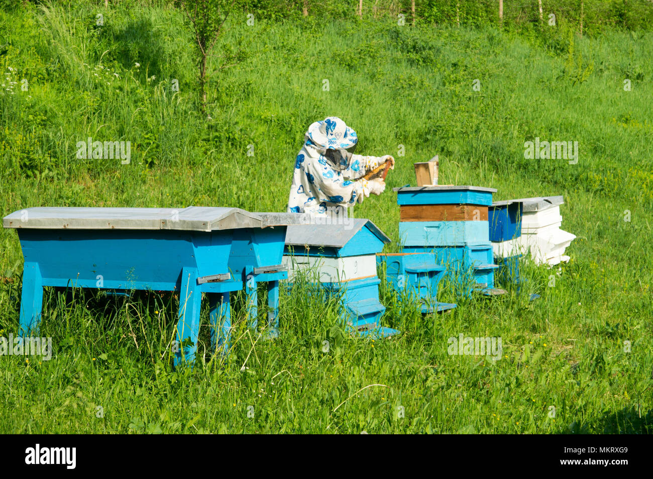 Bee keeper with blue beehives Stock Photo - Alamy
