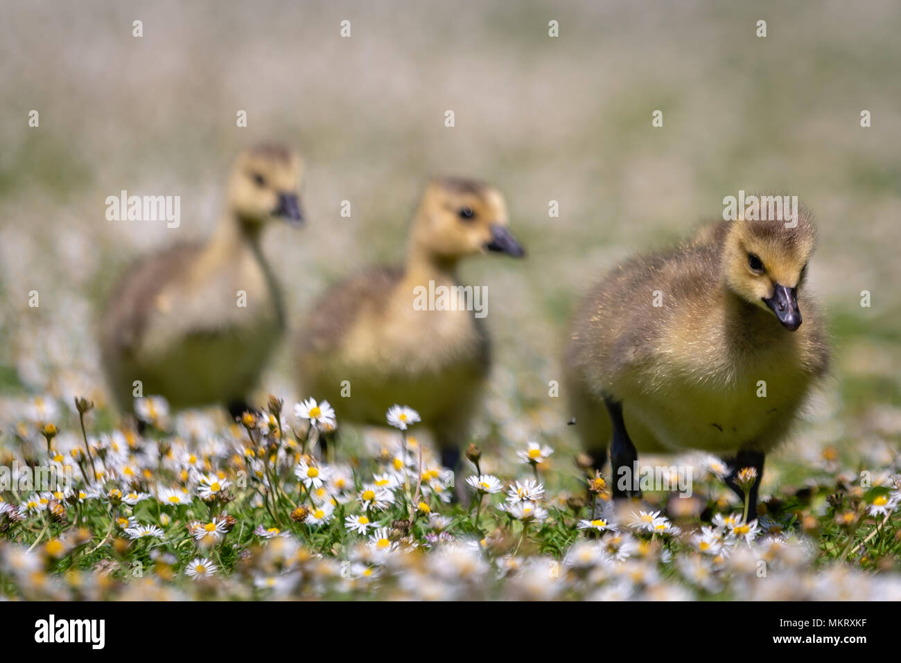 Cute baby chicks hi-res stock photography and images - Alamy