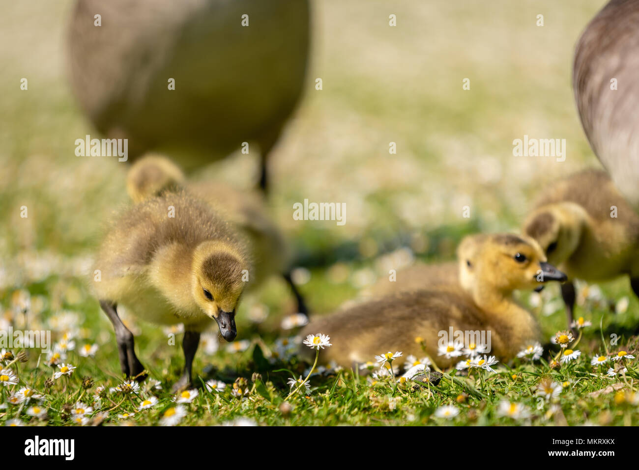 Fluffy baby geese hi-res stock photography and images - Alamy