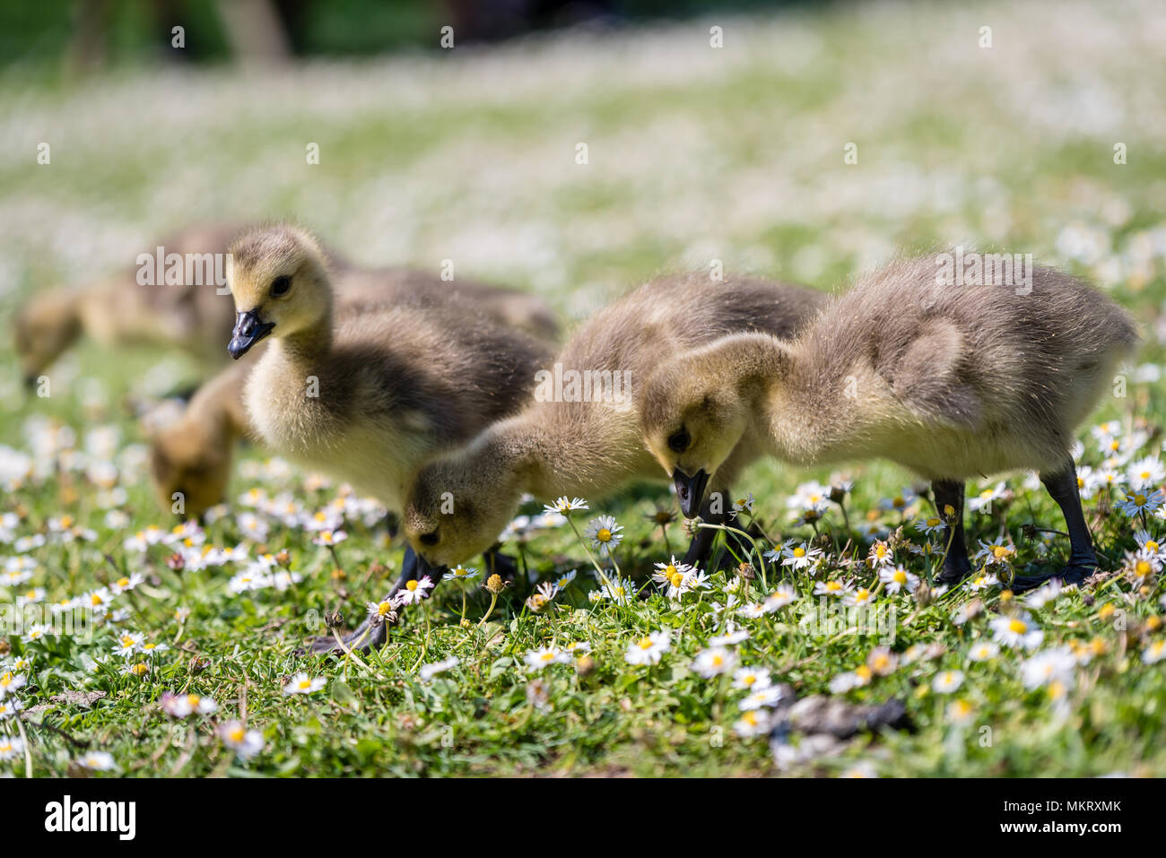 Baby chicks and flowers hi-res stock photography and images - Alamy