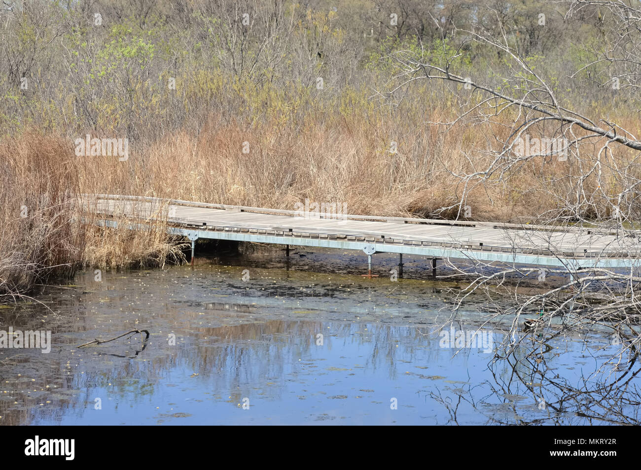Boardwalk in the wetland during spring Stock Photo - Alamy