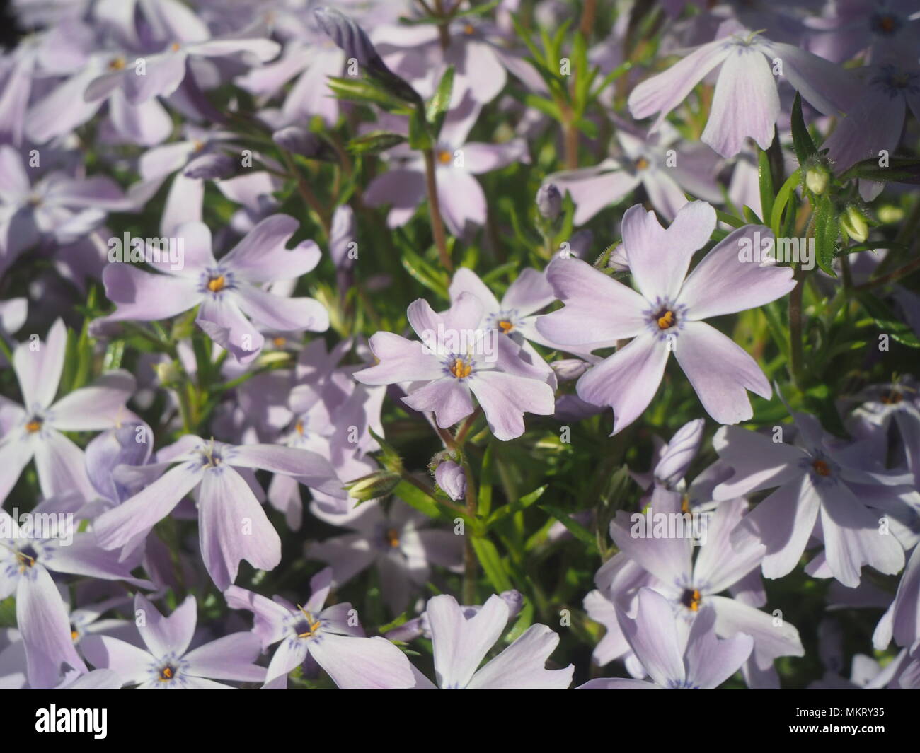Phlox flowers fully open in the spring sunshine Stock Photo - Alamy