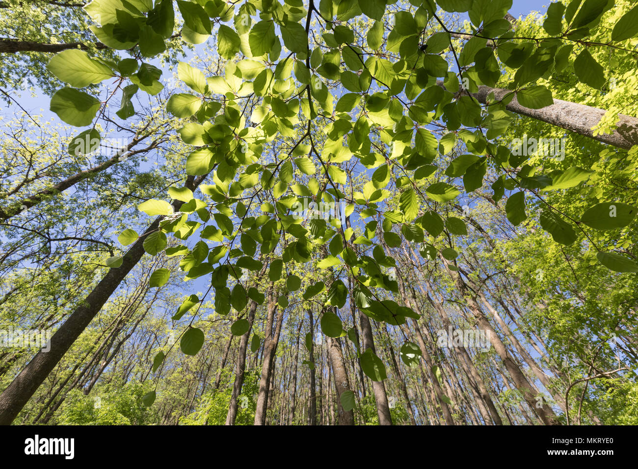 Grove beech hi-res stock photography and images - Alamy