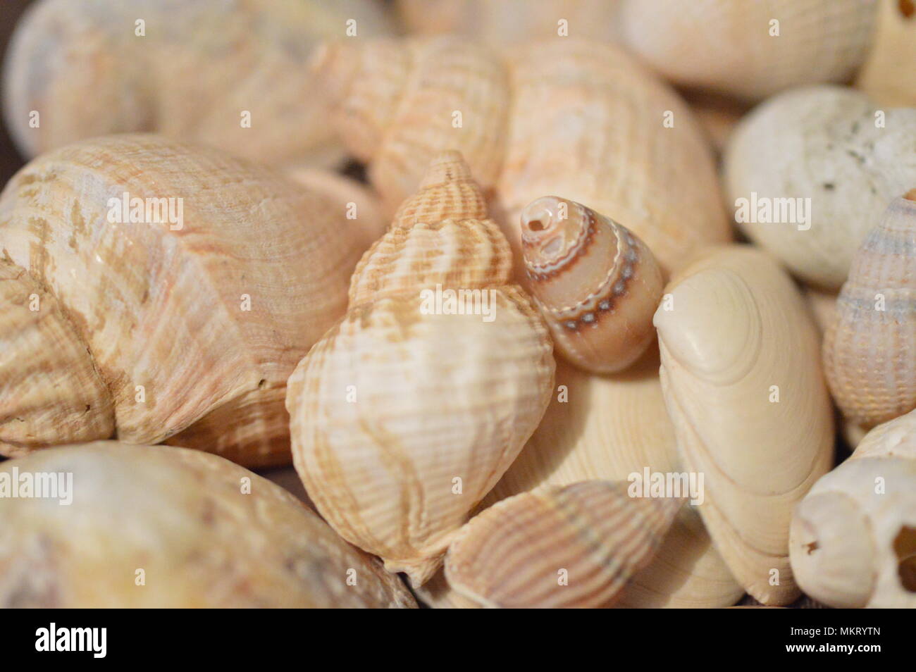 shells on the beach Stock Photo - Alamy