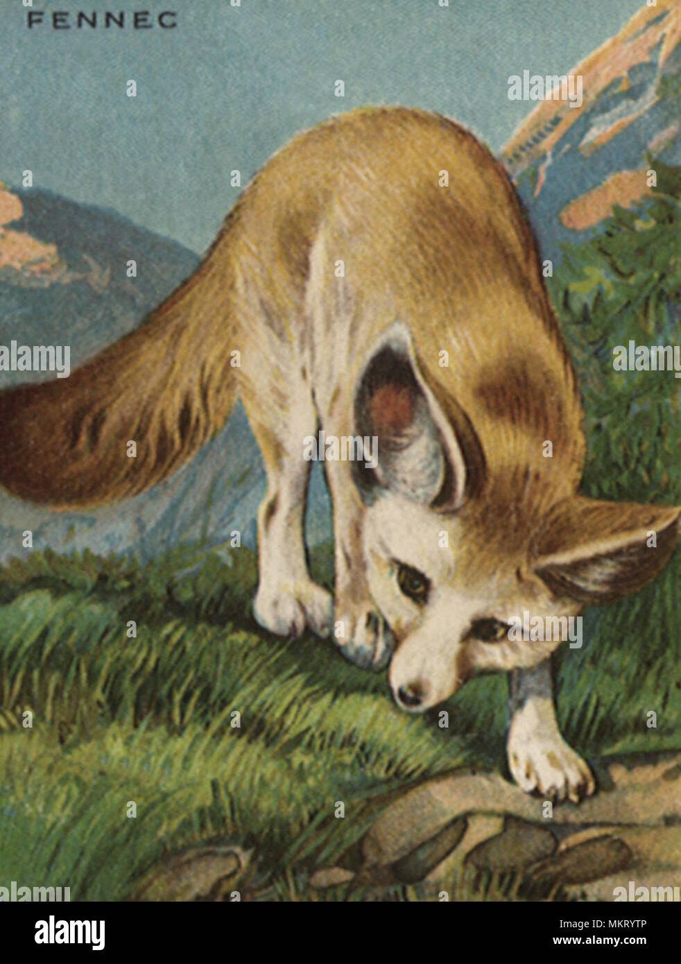 Fennec fox illustration hi-res stock photography and images - Alamy