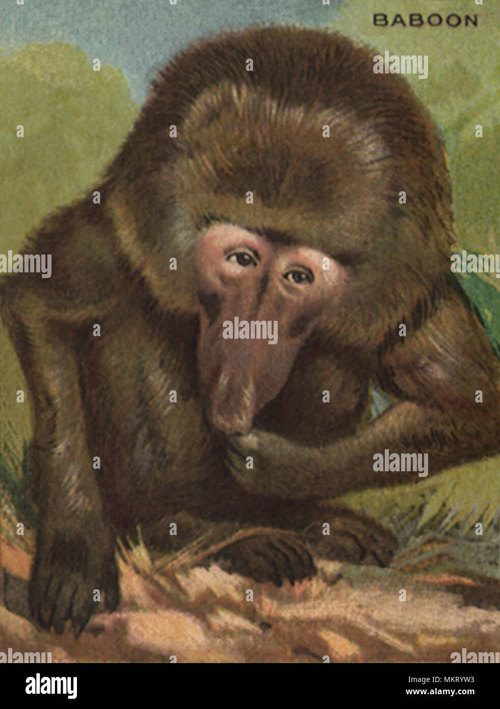 Baboon illustration hi-res stock photography and images - Alamy