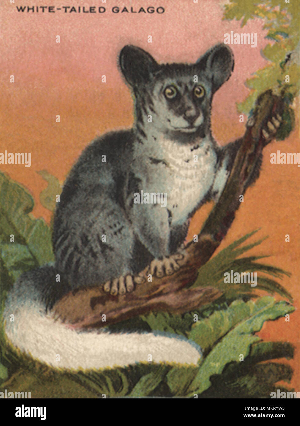 Galago monkey hi-res stock photography and images - Alamy