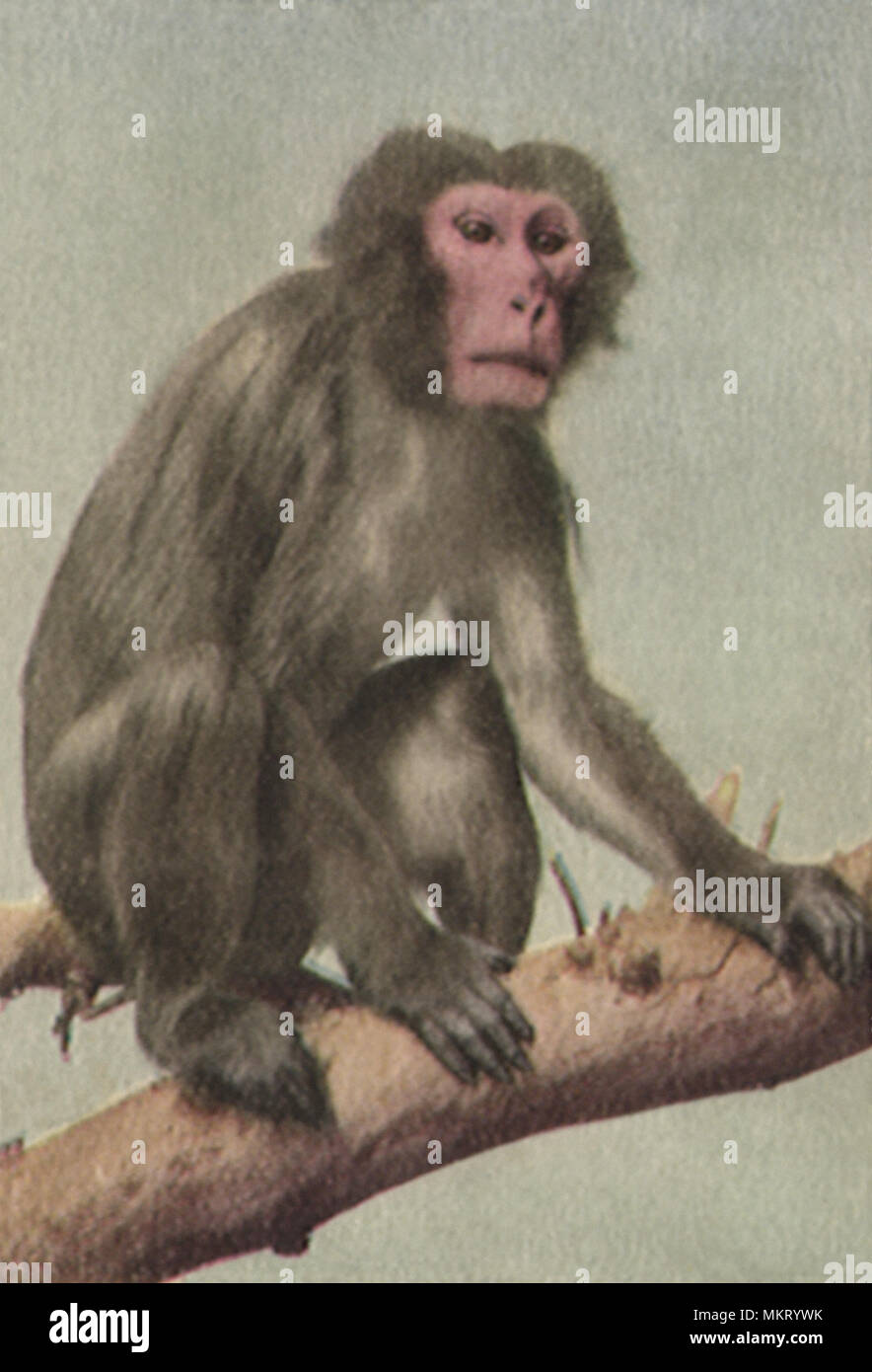 Red monkey hi-res stock photography and images - Alamy