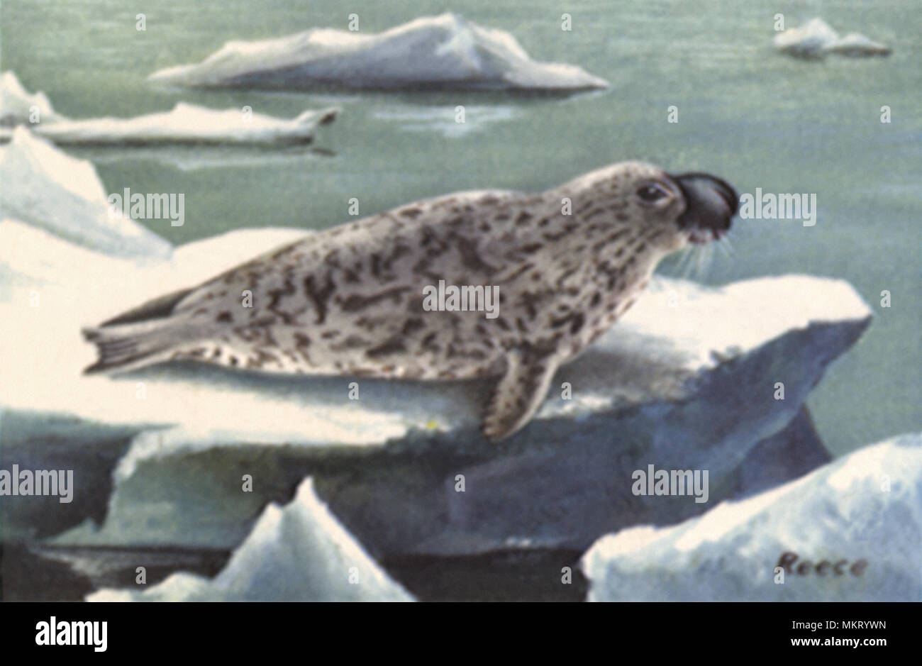 Hooded seals hi-res stock photography and images - Alamy