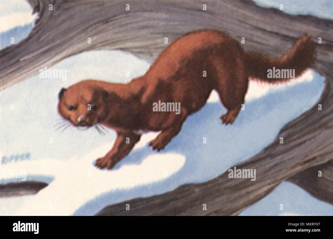 Stoat or mink hi-res stock photography and images - Alamy