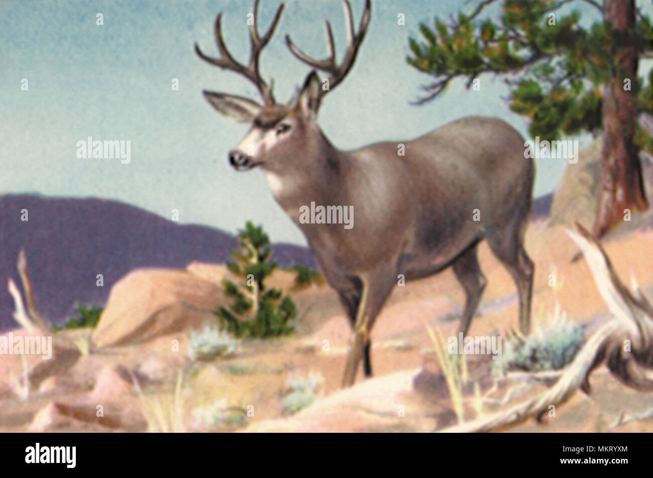 Animals mule hi-res stock photography and images - Alamy