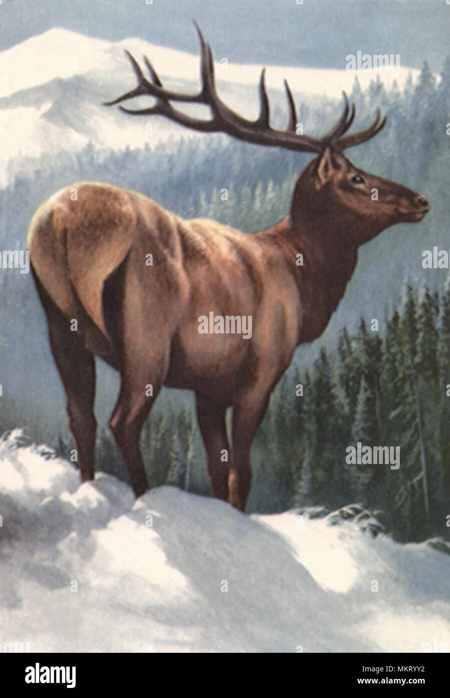 Classic elk hi-res stock photography and images - Alamy