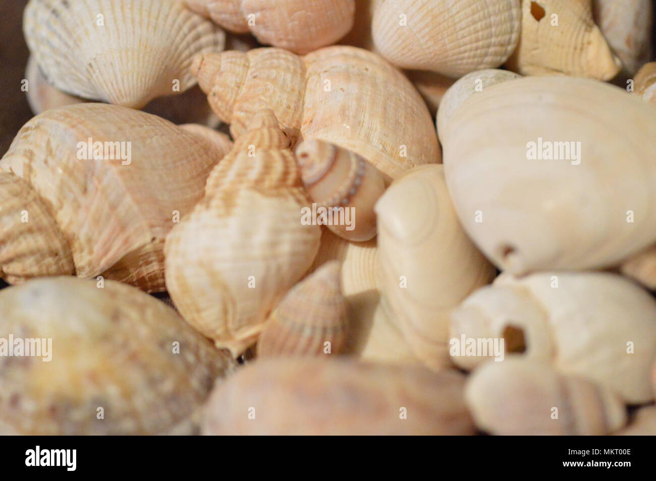 shells on the beach Stock Photo - Alamy