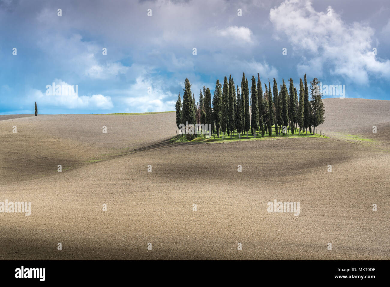Group of cypresses in tuscany hi-res stock photography and images - Alamy