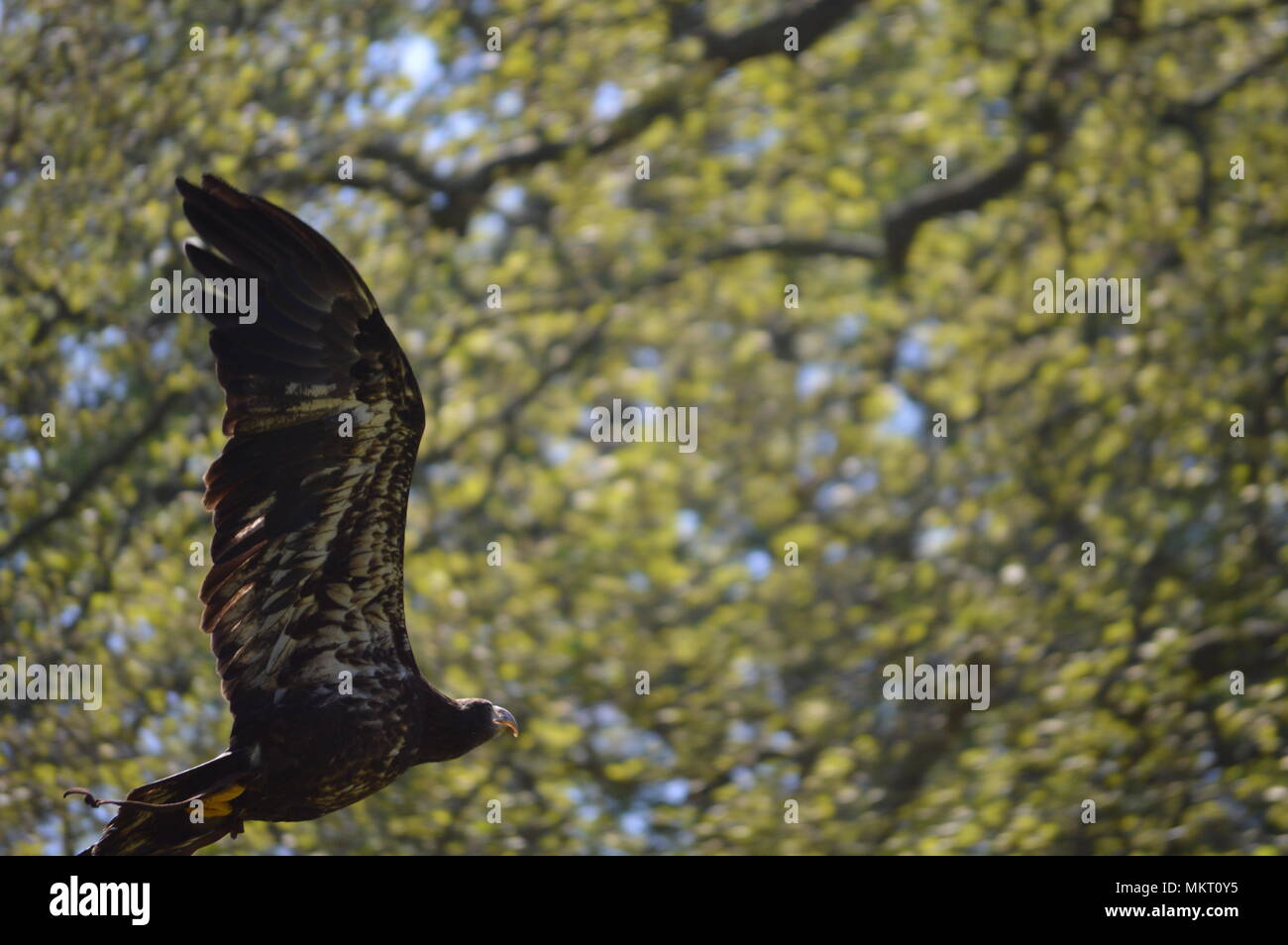 Castle of eagles hi-res stock photography and images - Alamy
