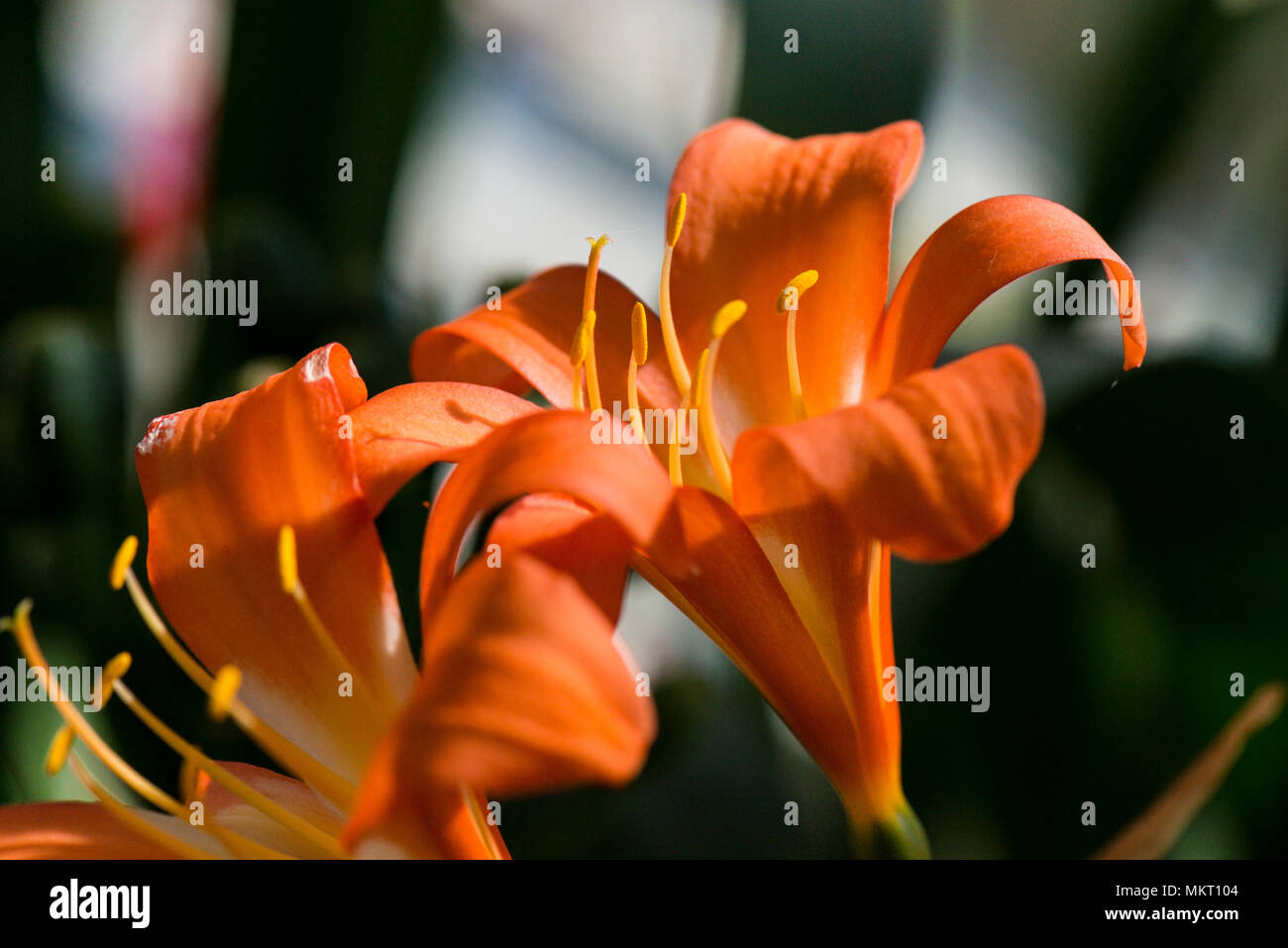 Orange Natal lily (Clivia miniata) flowers Stock Photo - Alamy
