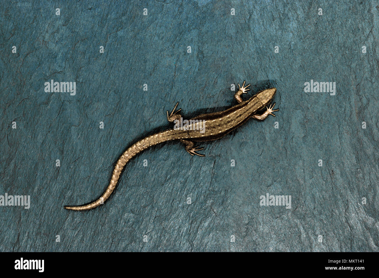 Bronze lizard lying on blue stone background with free space. sharp and ...