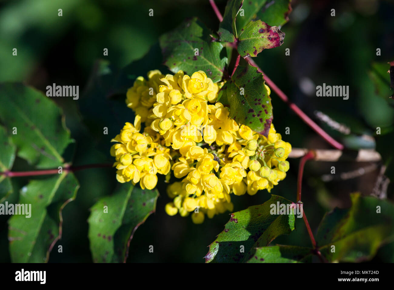 Syn berberis aquifolium hi-res stock photography and images - Alamy