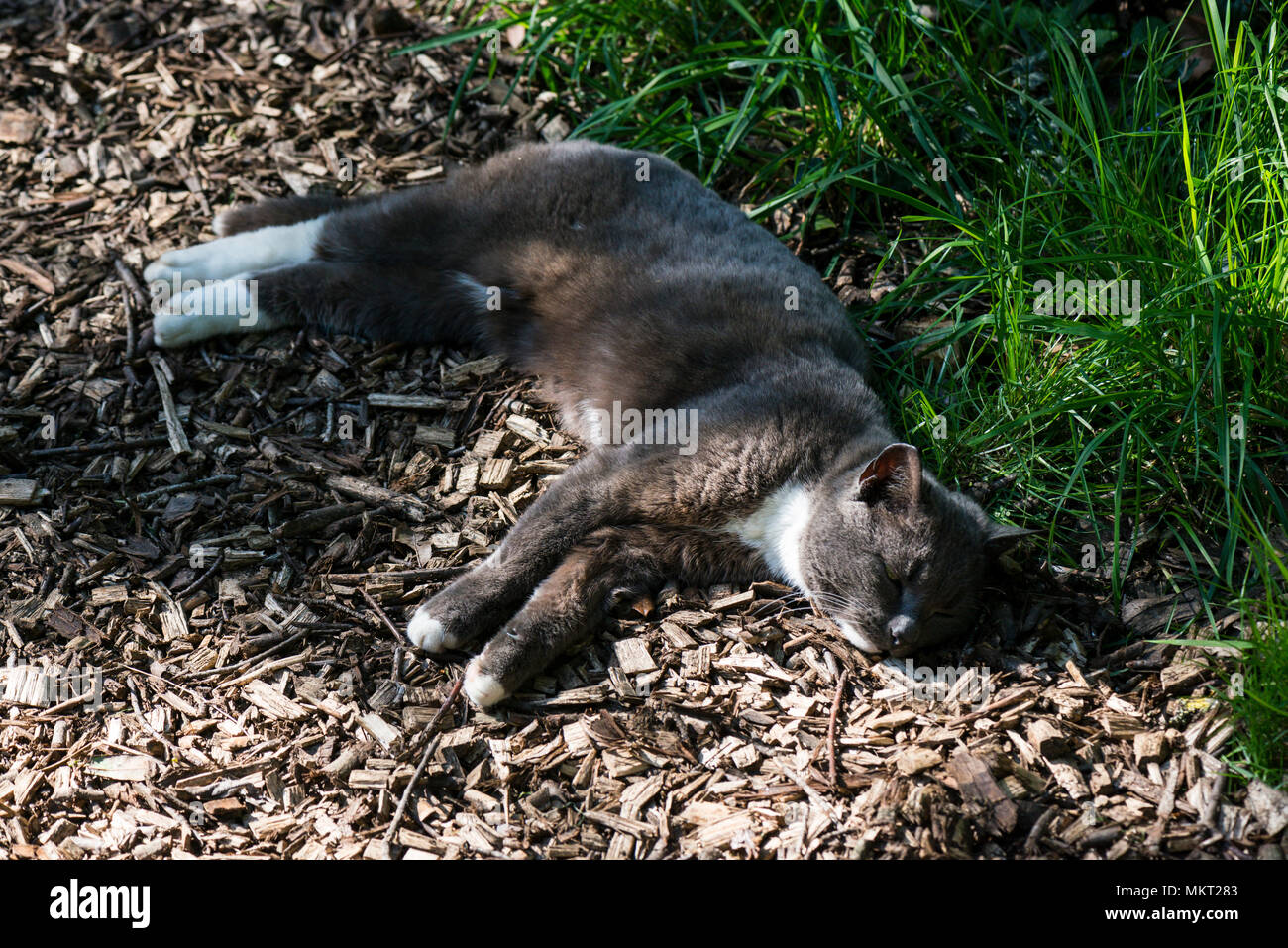 Dappled cat hi-res stock photography and images - Alamy