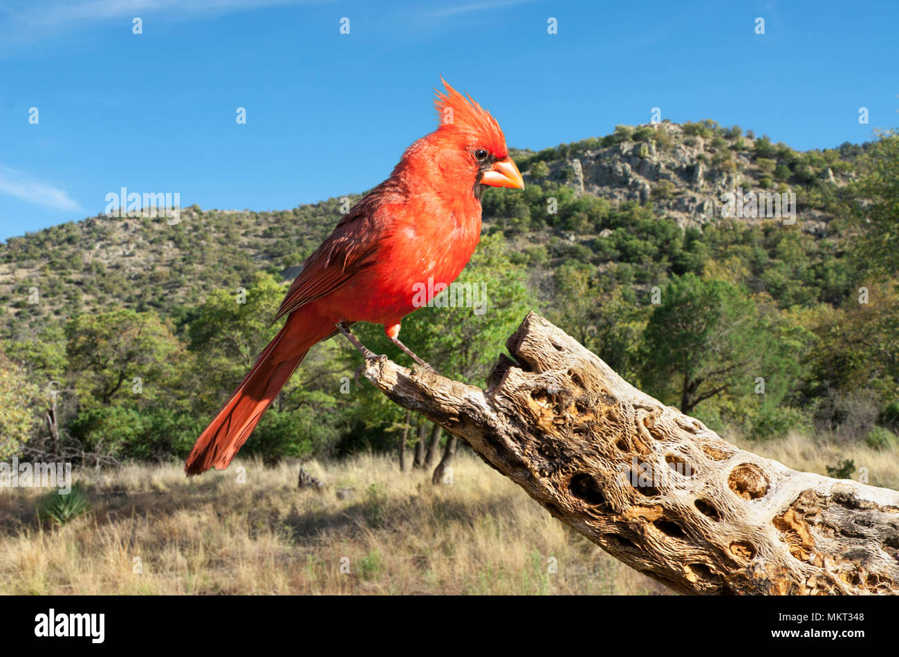 Arizona Cardinal High Resolution Stock Photography and Images - Alamy
