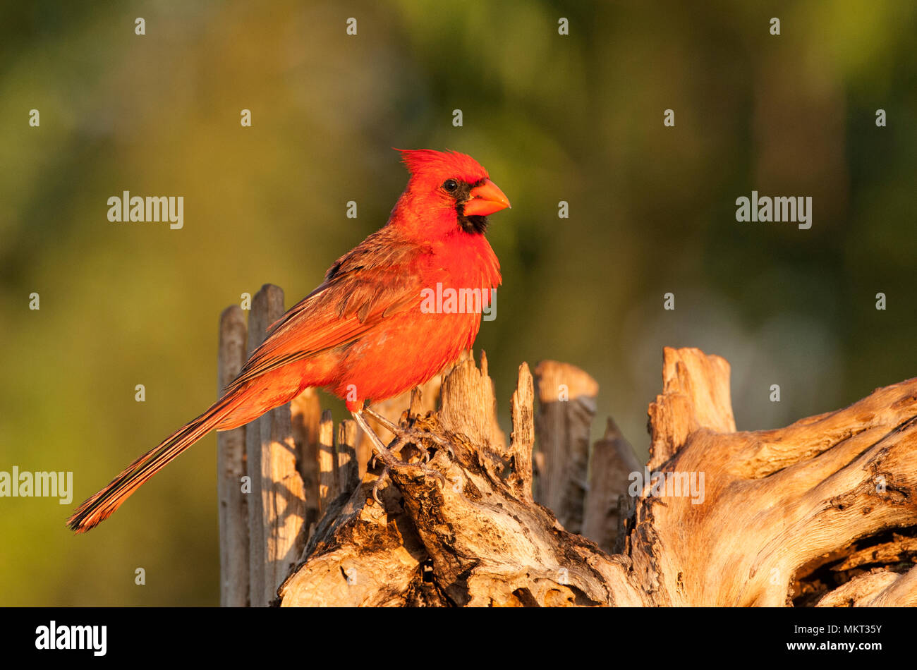 Northern Cardinal; Male; Arizona; Spring Stock Photo - Alamy