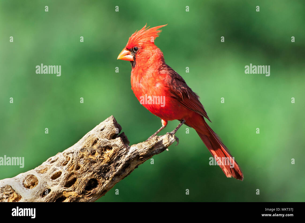 Northern Cardinal; Male; Arizona; Spring Stock Photo - Alamy