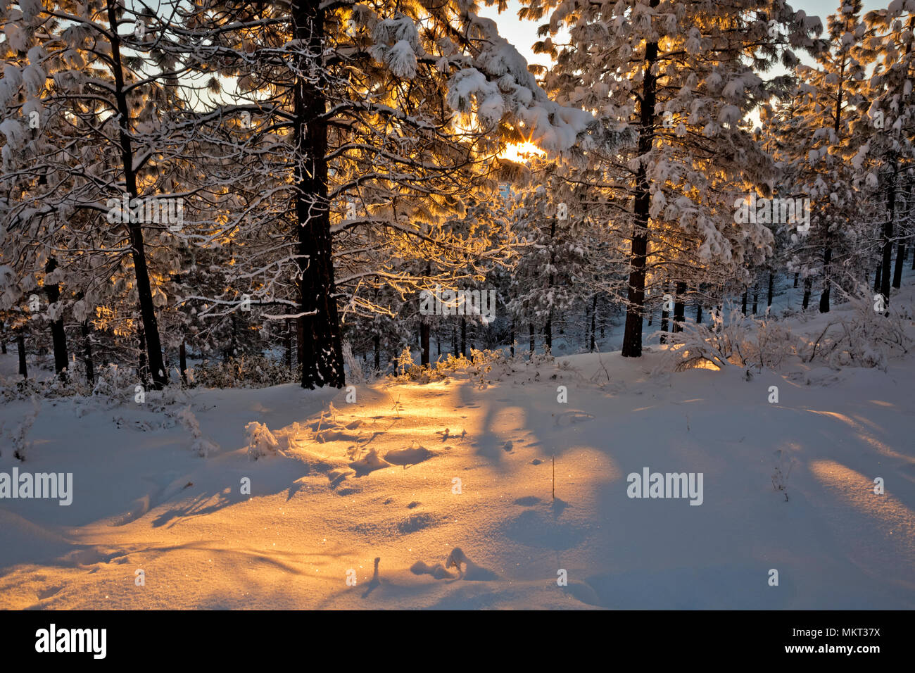 WA15368-00...WASHINGTON - The rising sun peaking through the snow and ...