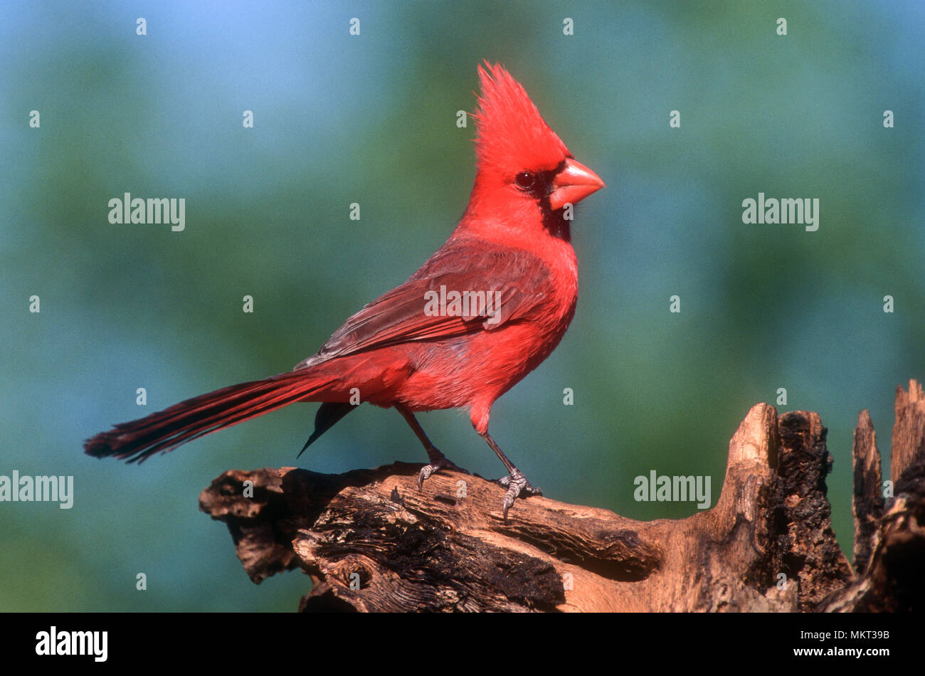 Arizona Cardinal High Resolution Stock Photography and Images - Alamy