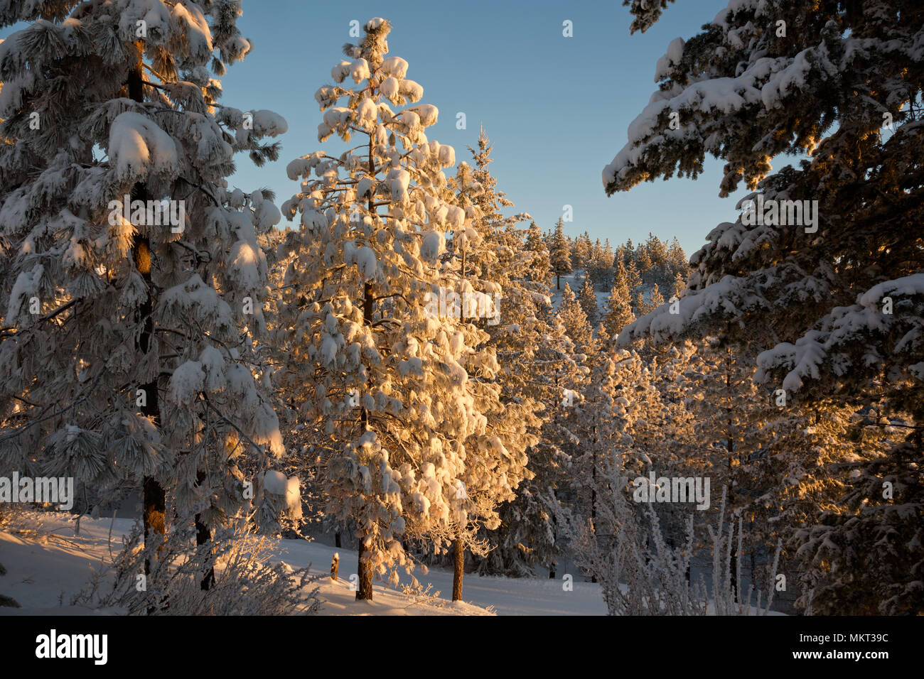 WASHINGTON - The rising sun peaking through the snow and ice covered ...