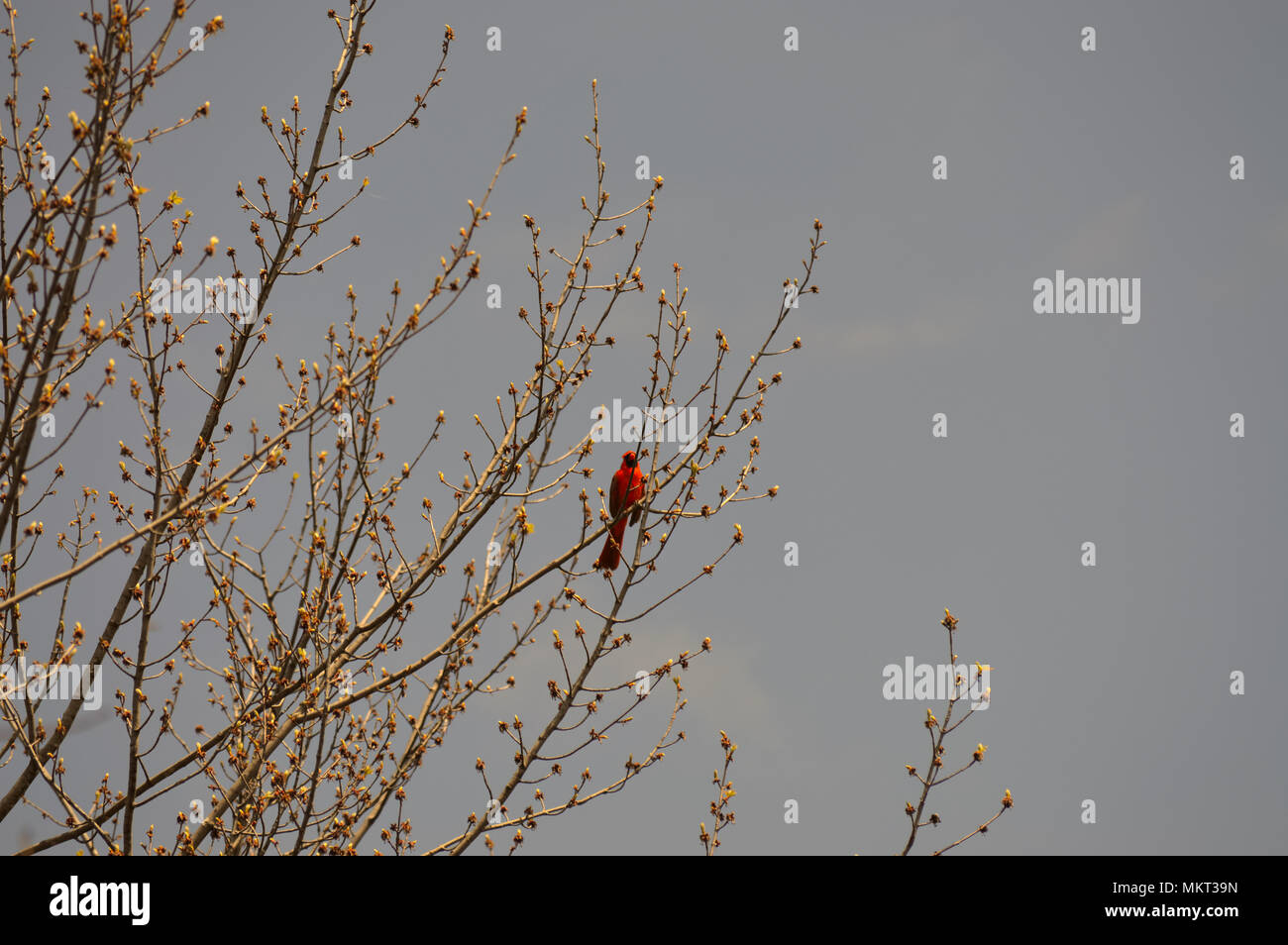 Red bird in the tree Stock Photo - Alamy
